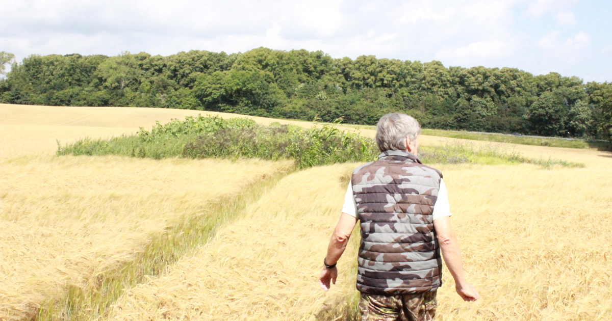 Det ved vi om azol-restistens | CropLife Danmark