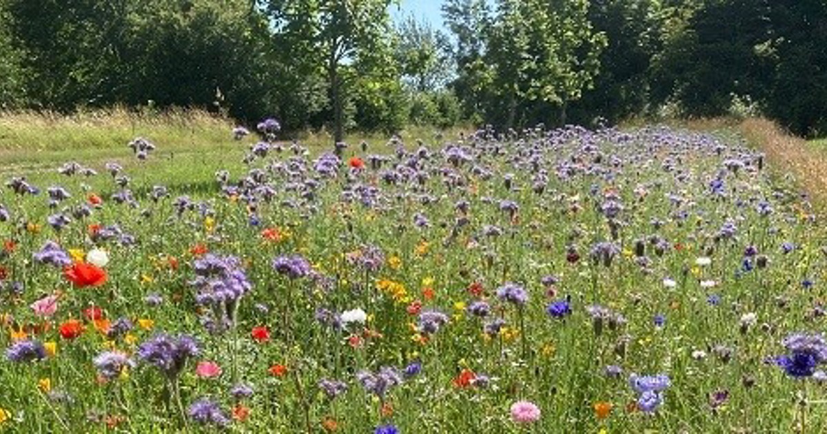 Blomsterstriber booster fødegrundlaget for bierne | CropLife Danmark